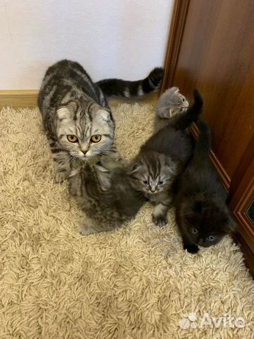 Вислоухие котята