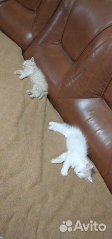Котята в добрые руки бесплатно