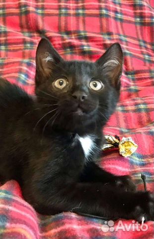 Котенок в добрые руки