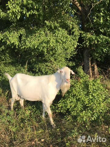 Козёл Нубийско-Заненский