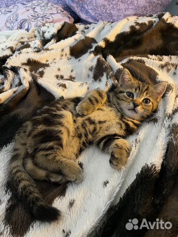 Британский котёнок