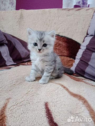 Британская