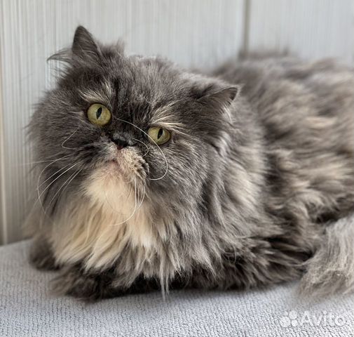 Осиротевшая персидская кошечка ищет хозяев