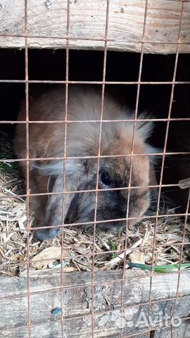 Декоративный кролик