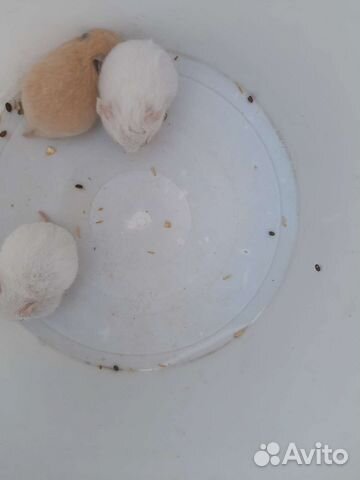 Отдам хомячков серийских