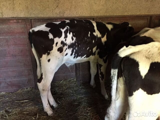 Телята (бычки и телочки)