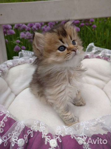 Продаю золотых британских котят