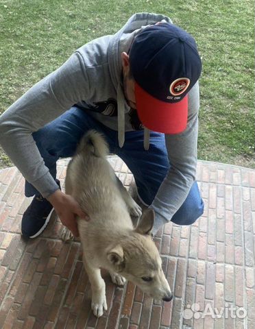 Лайка собака