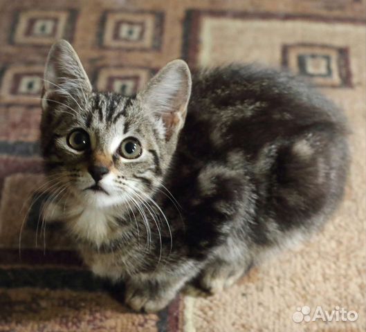 Котенок мальчик в добрые руки
