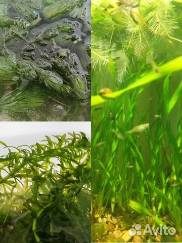 Элодея, валлиснерия, роголистник