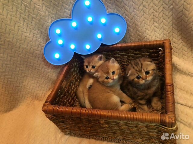 Британские котята