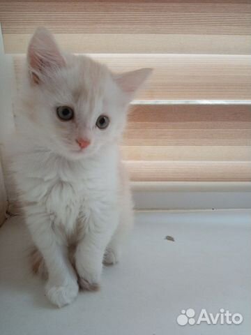 Котя