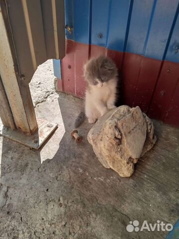 Кошка котенок в дар
