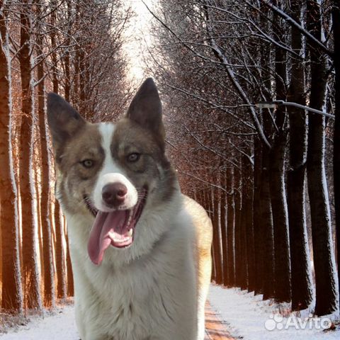 Метис Лайки Маффин ищет дом