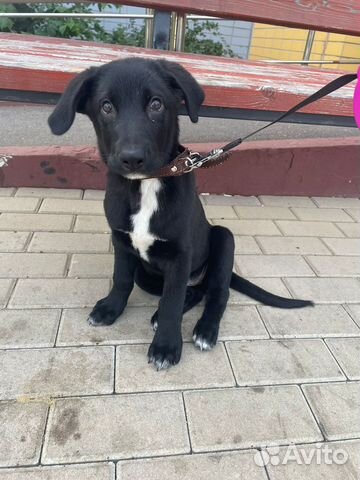 Отдам в добрые руки щенка