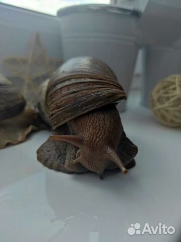Улитки ахатины бесплатно