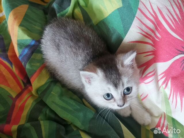 Британские котята