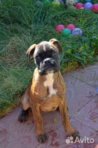 Боксерчик тигровый