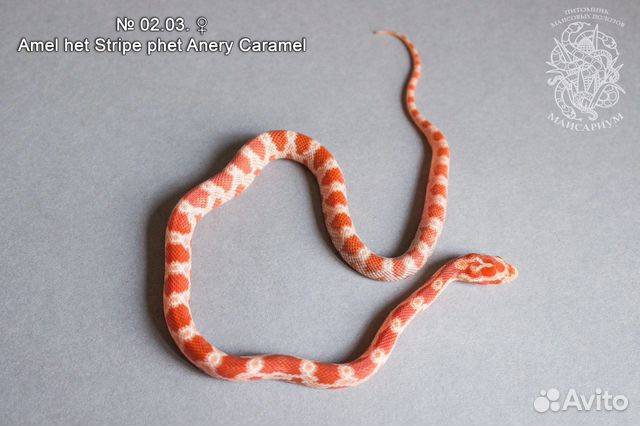 Змея маисовый полоз Амел самка