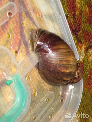 Продам улиток Ахатин