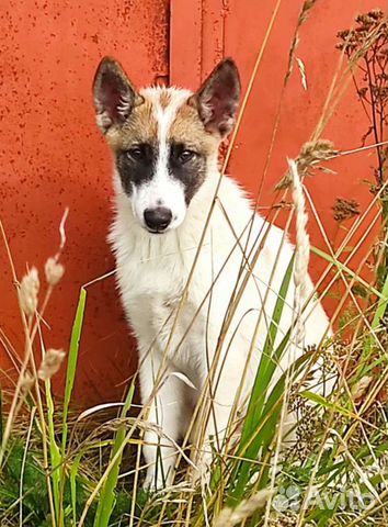 Лайка щенки