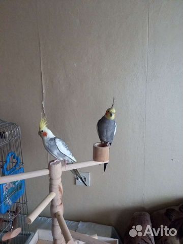 Попугай корелла самец