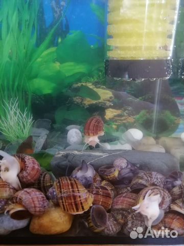 Отдам улиток аквариумных