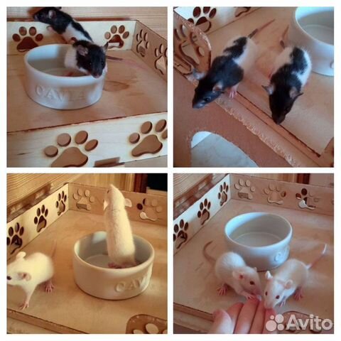 Крысята (мальчики)