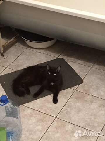 Котик, 8 месяцев, добрый, интересный