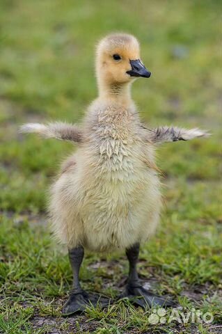 Гусята