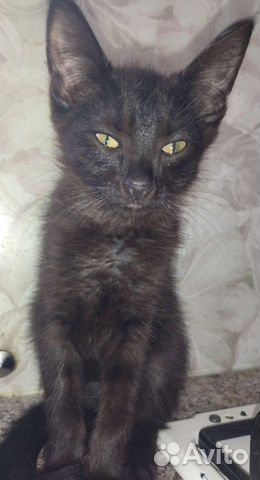 Ориентальные котята бесплатно