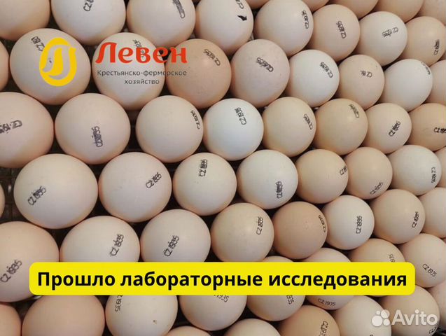 Цыплята бройлера. Инкубационное яйцо. Кобб и Росс
