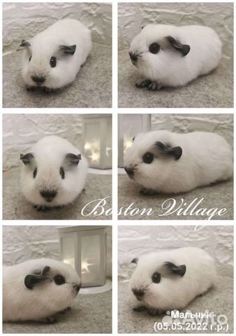 Морская свинка мальчик