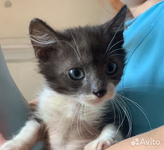 Котенок в добрые руки. Домовенок Кузя