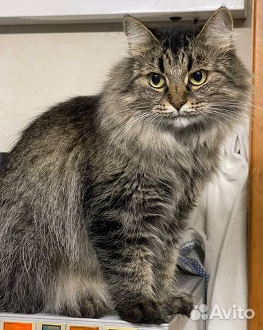 Кошечка в добрые руки