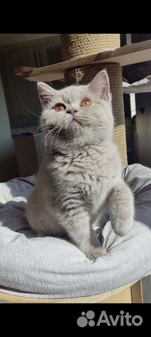 Котята британцы фавн Британские котята