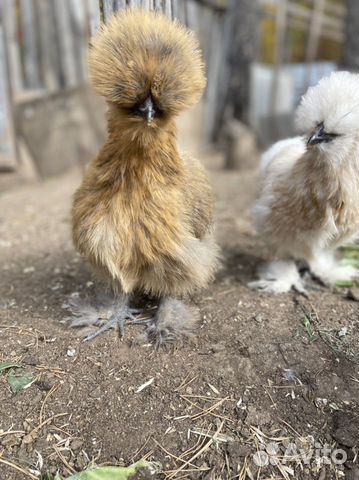 Шелковые куры