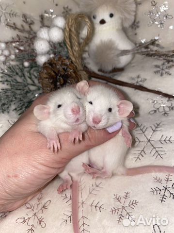 Крысята дамбо.Много окрасов