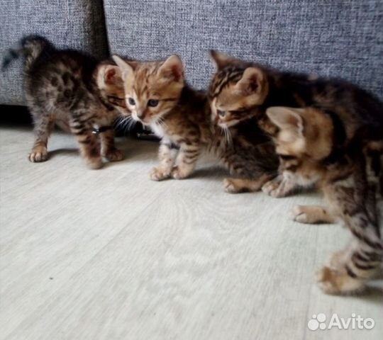 Бенгальские котята
