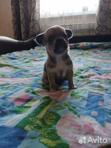 Щенки чихуахуа