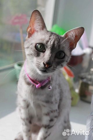 Очень ласковая кошечка ищет любящий дом