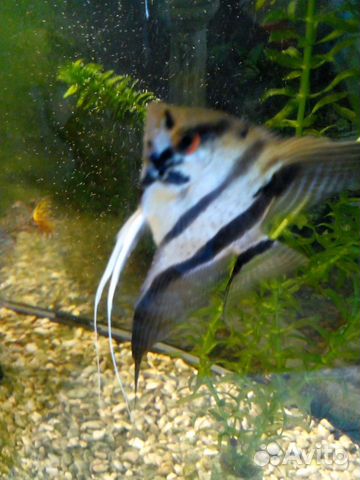 Рыбки скалярии, самочка