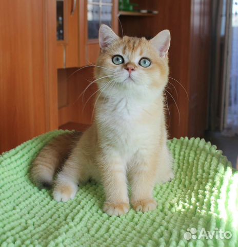 Ny12 котик, золотая шиншилла