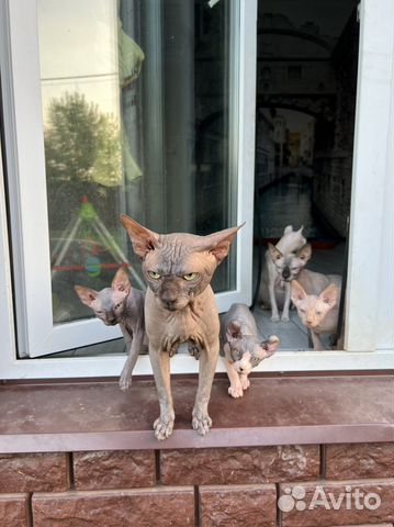 Зеленоглазый мальчик сфинкс