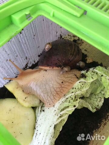 Улитки ахатины маленькие