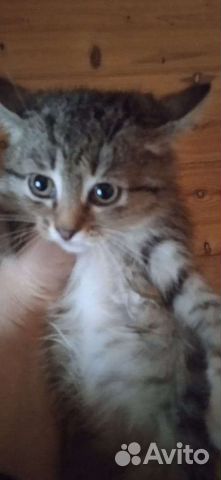Полосатый котенок девочка с плюшевой шерсткой