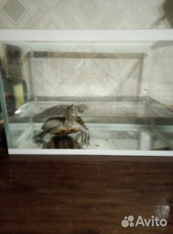 Красноухая черепаха самец