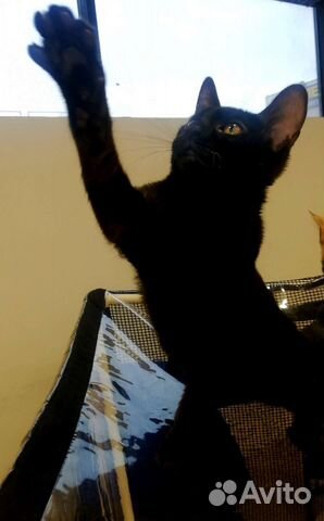 Чёрный бенгал