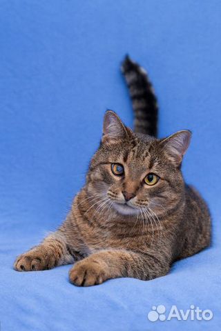Кот Тимоша в добрые руки