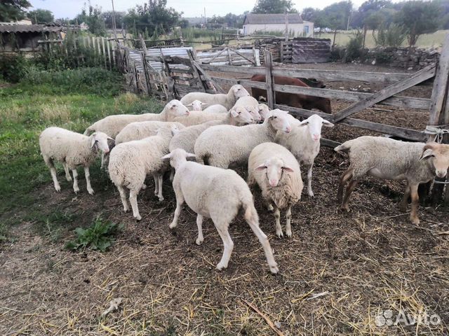 Продаю овец